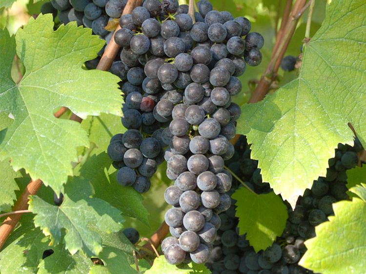 Caves Leuck-Thull : passion et savoir-faire | Colruyt